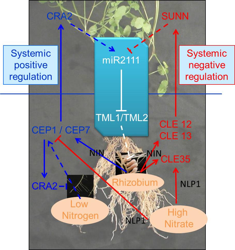Systemic regulation of nodulation and root development IPS2 - Ametys, Web Java Open Source CMS